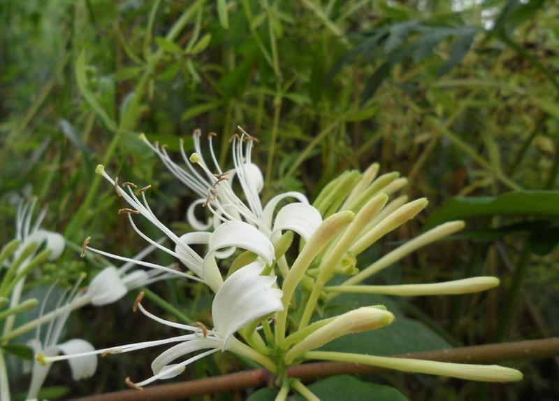 Natural Plant Extract Honeysuckle Flowers Extract /Chlorogenic Acid 98% ...