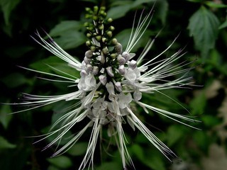 Spicate Clerodendranthus Extract