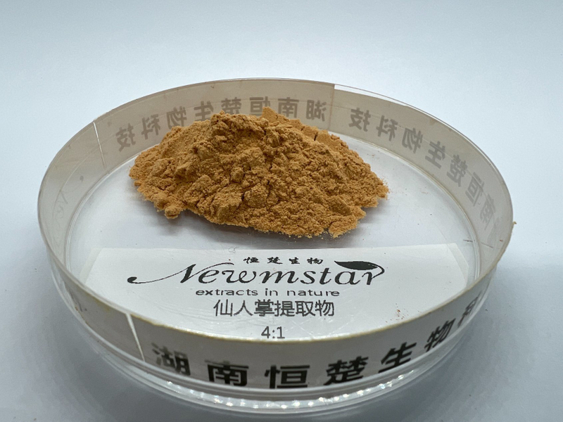 Hoodia Parviflora Extract Hoodia Gordonii Powder Hoodia Gordonii ...