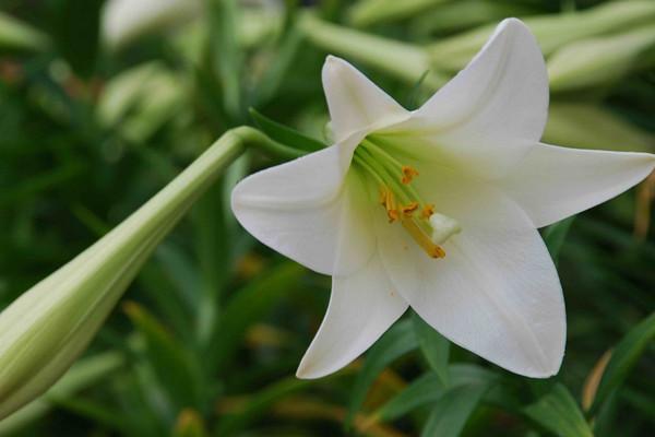 2022 Hot Sale 100% Natural Lily Extract/ Lily Bulb Extract/Lily Bulb ...