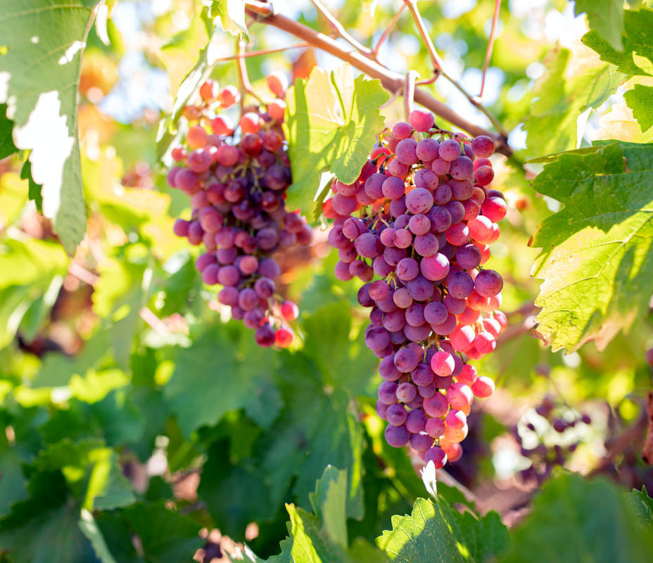 Skin Whitening Raw Material Grape Skins Extract with ISO ISO22000 ...