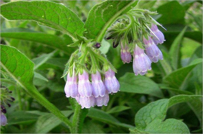 Comfrey Extract