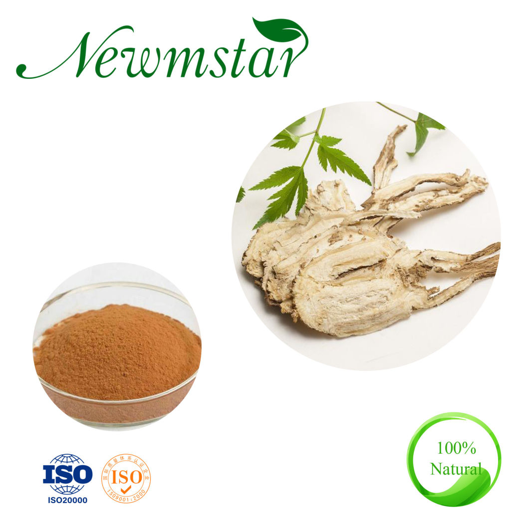 100% Natural Angelica Root Extract with High Quality