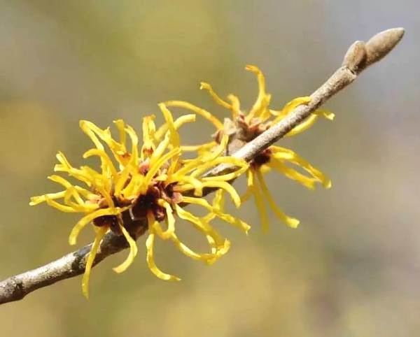 OEM ODM High Quality 100% Natural Witch-Hazel Extract with Factory ...